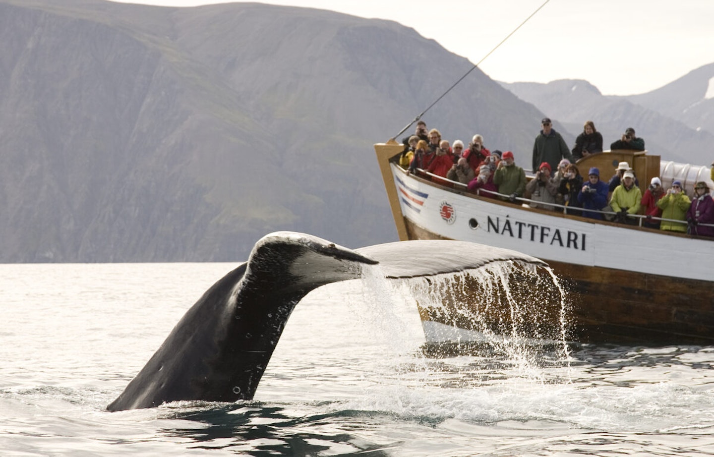 Hvalskibe har skiftet harpuner ud med kameraer | Verdens Bedste Nyheder