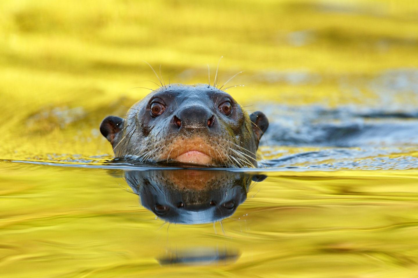 Odder-plask i Argentina efter 100 års stilhed | Verdens Bedste Nyheder