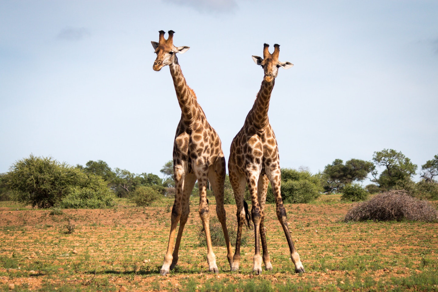 En giraf er ikke bare en giraf | Verdens Bedste Nyheder